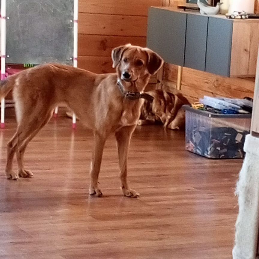 Взрослая собака в добрые руки