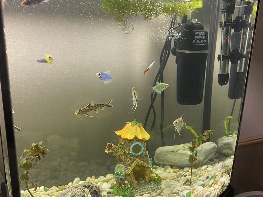 Аквариум с рыбками