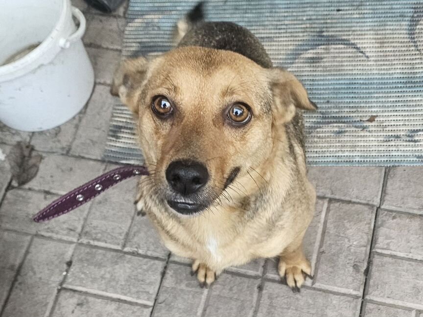 Маленькая собака в добрые руки бесплатно