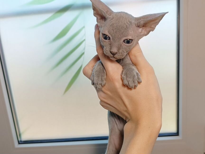 Котенок сфинкс браш