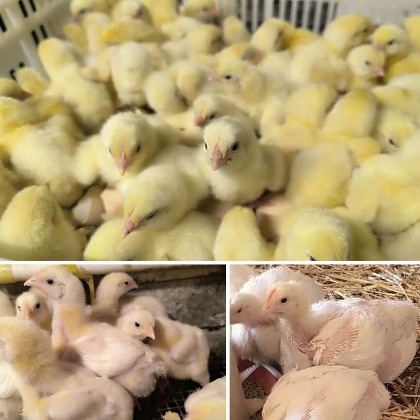 Цыплята бройлера