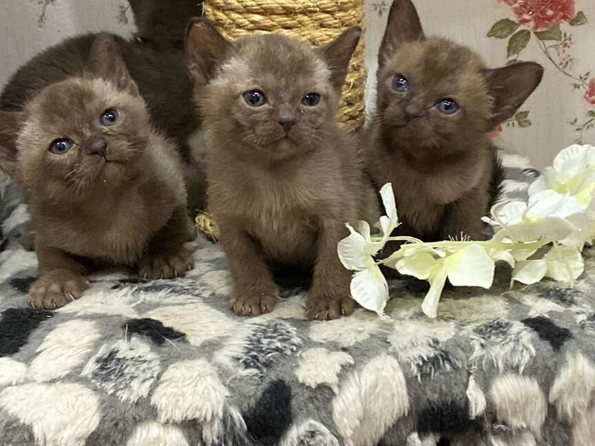 Бурмашечки