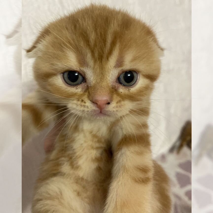 Шотландские котята
