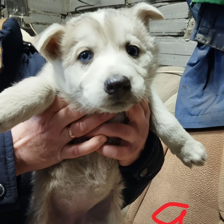 Сибирский хаски, щенок