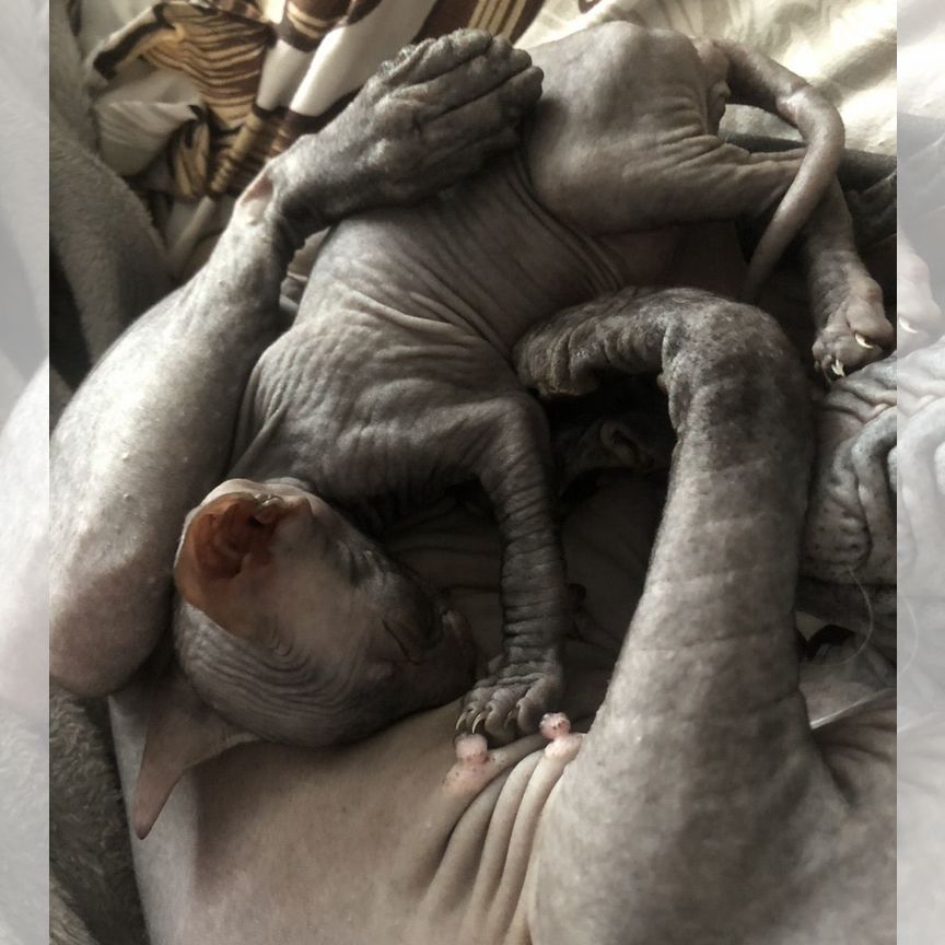 Донской сфинкс котята