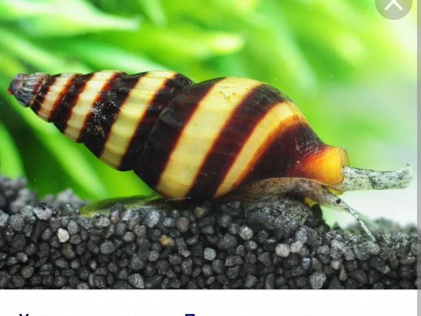 Улитка хилена