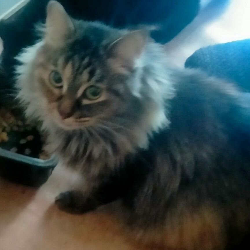 Кошка