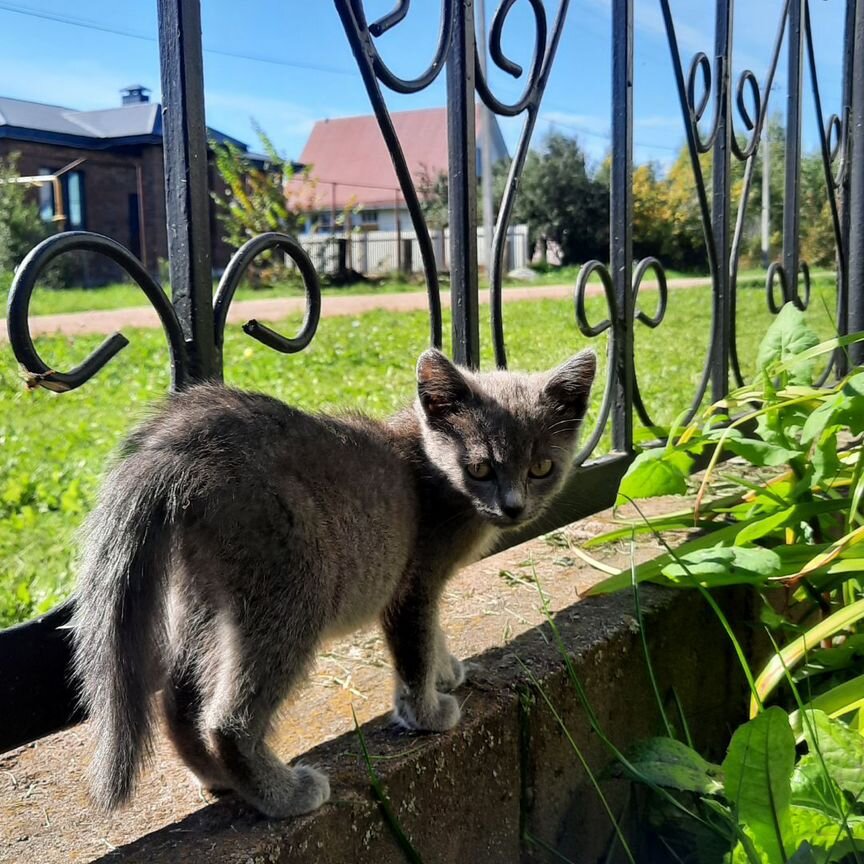 Котенок в добрые руки