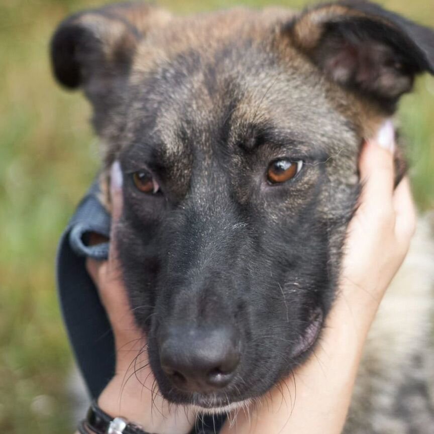 Собака в добрые руки