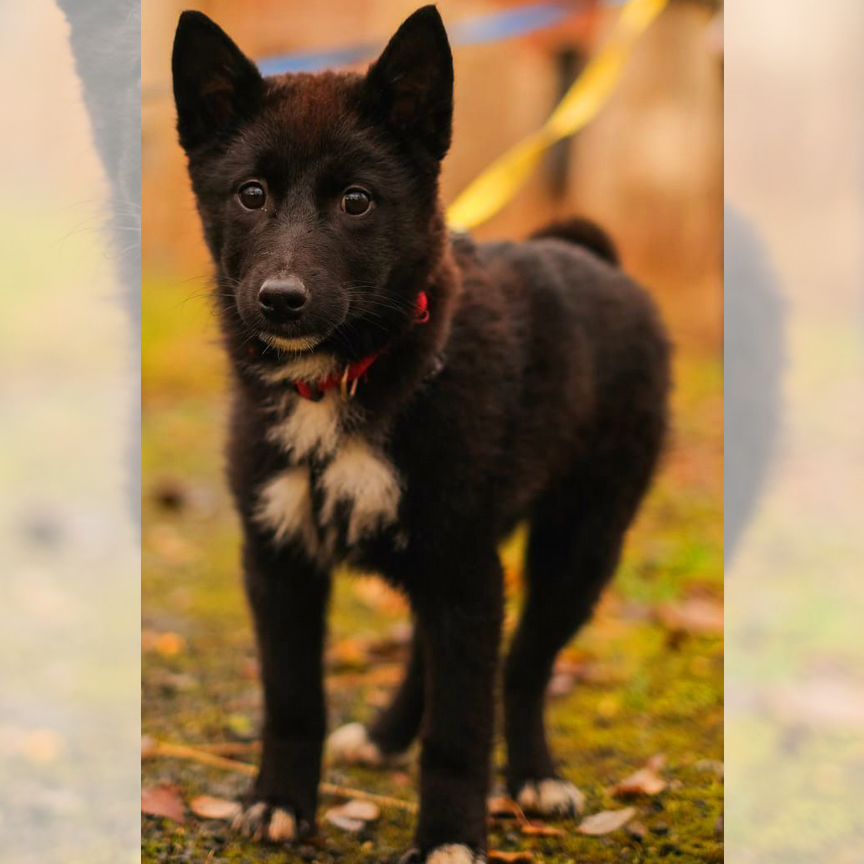 Щенок в добрые руки