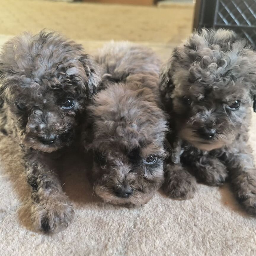 Той-пудель, щенок