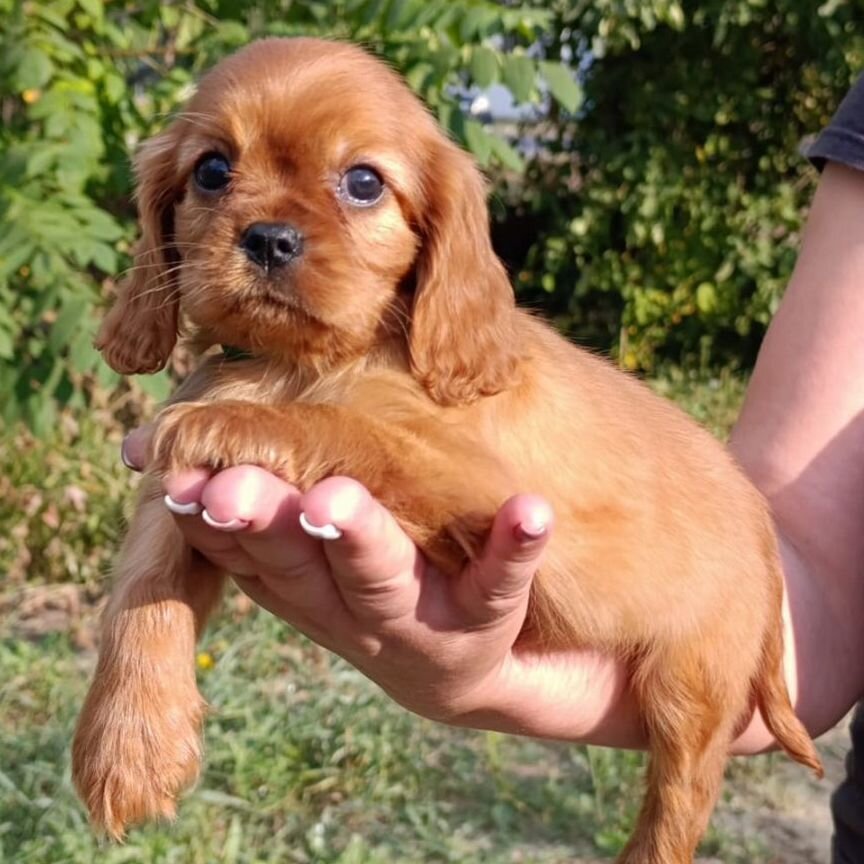 Кавалер Кинг Чарльз спаниель девочка рубин