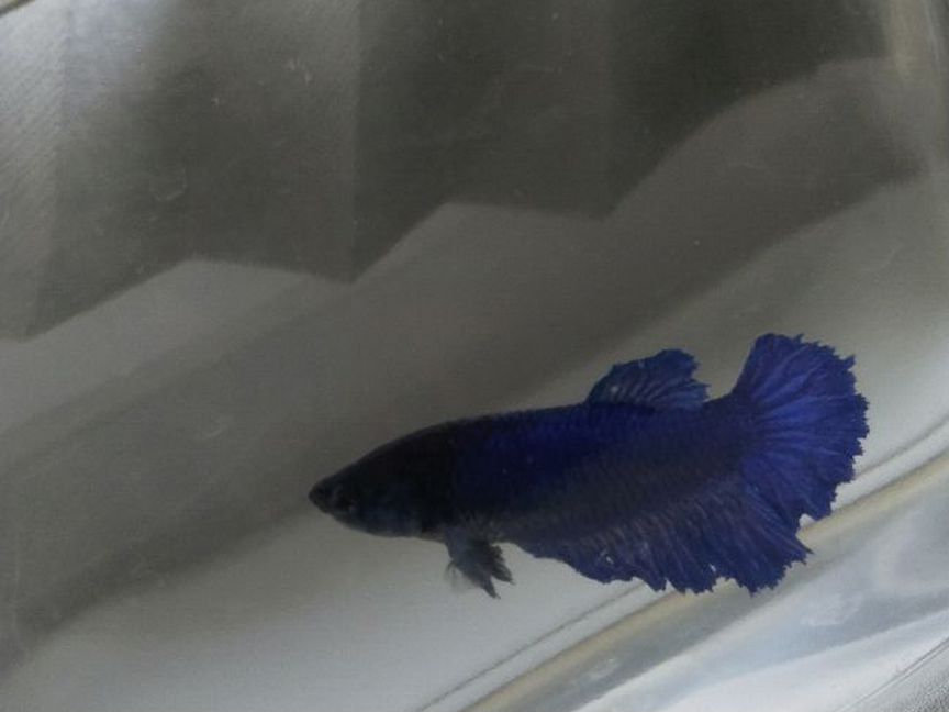 Рыбка петушок самка