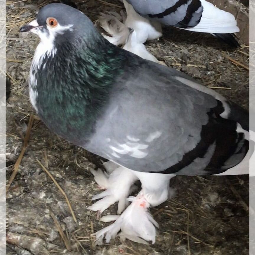 Голубка дутыш