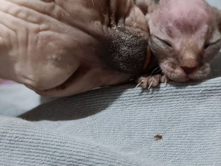 Донской сфинкс котята
