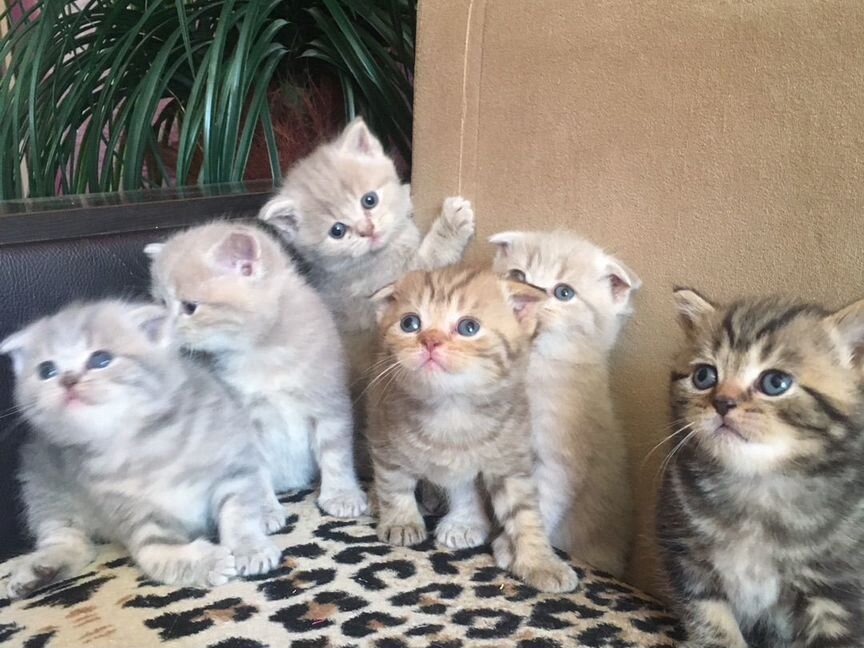 Кошки
