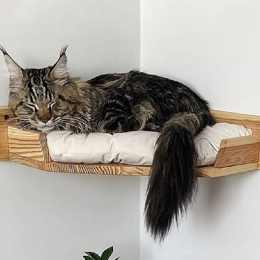 Игровые комплексы для кошек