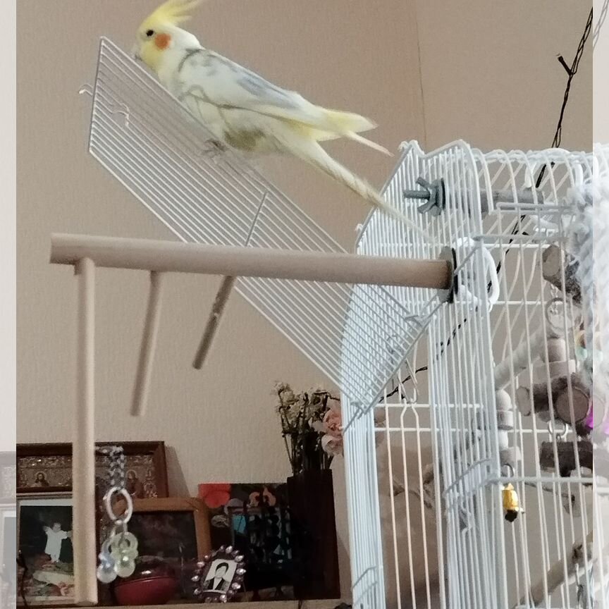 Продам попугая корелла самка