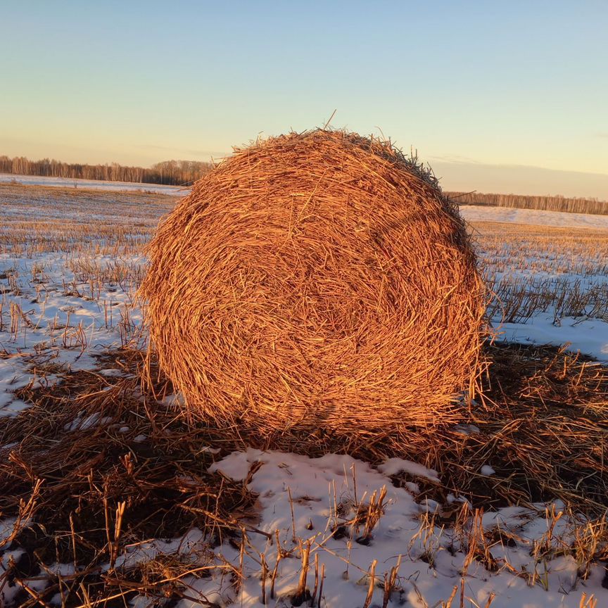 Солома гречневая в рулонах