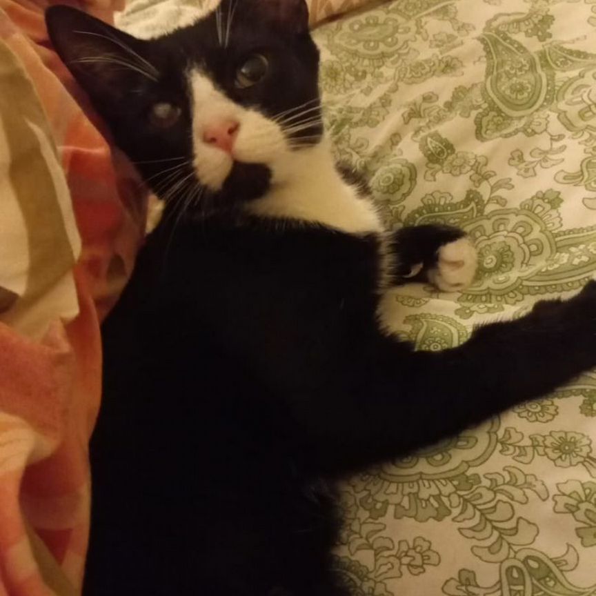 Котята подросток