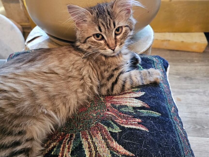 Котёнок в добрые руки