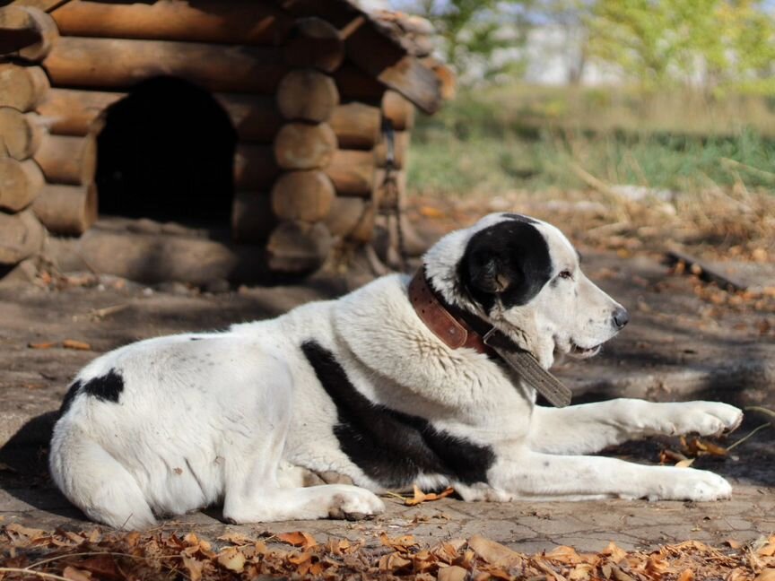 Собака в добрые руки