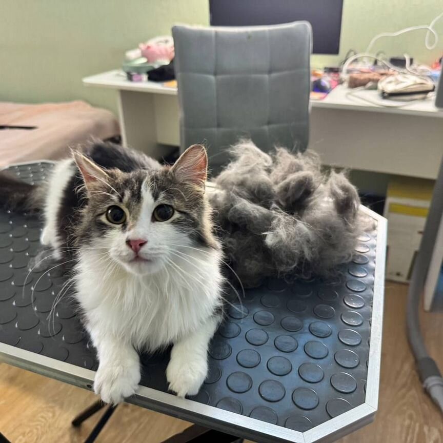 Молодой котик в дар
