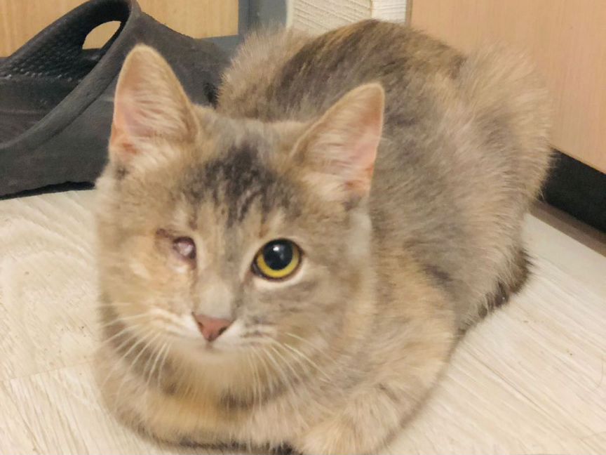 Кошка натерпелась за свое детство. Ищет дом