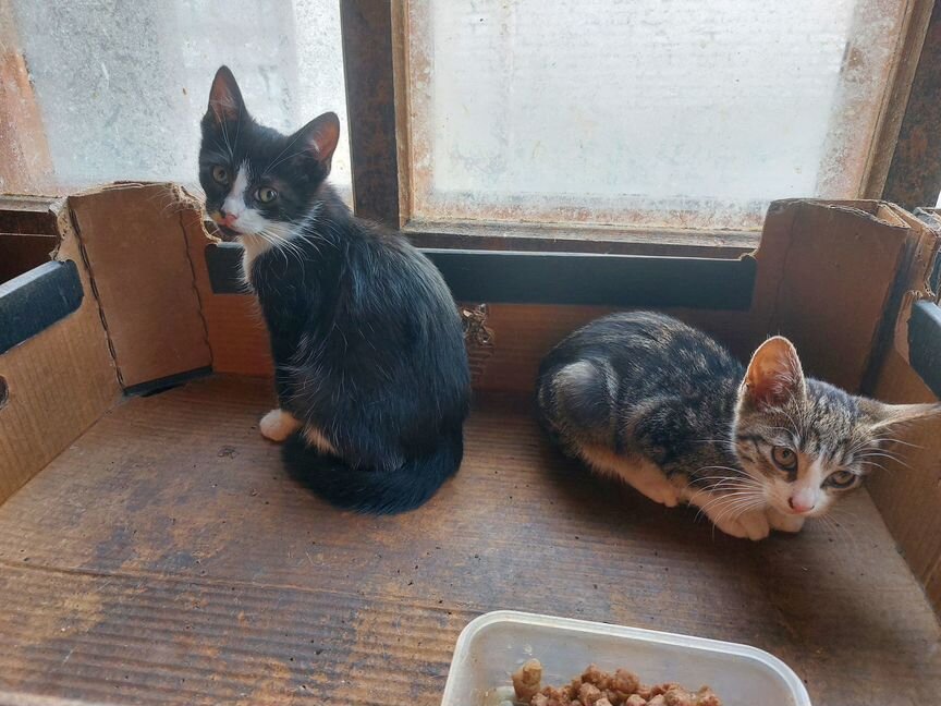 Котята в добрые руки