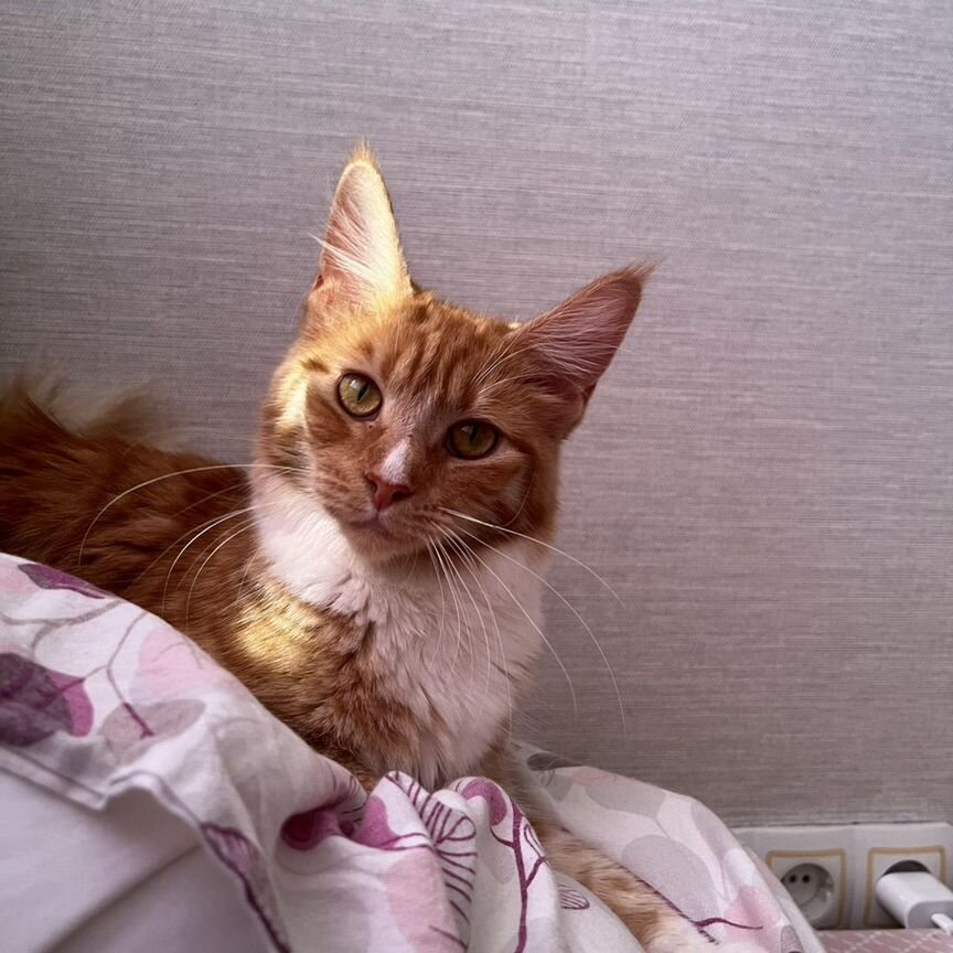 Мейн-кун, взрослая кошка