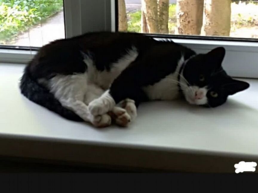 Кот Мишка