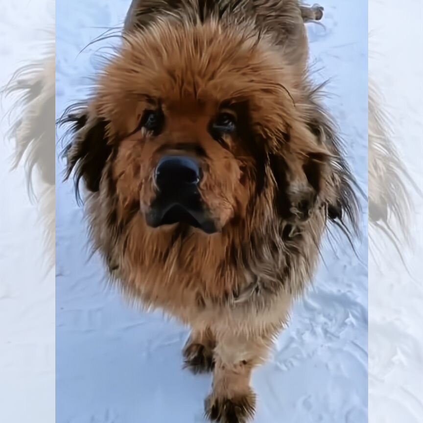 Тибетский мастиф, взрослая собака