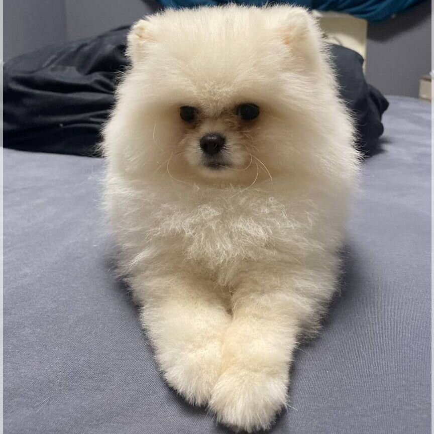 Померанский шпиц, щенок