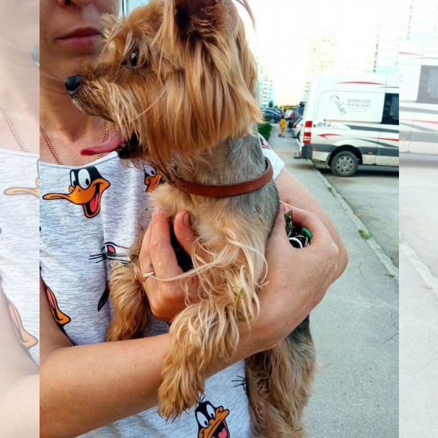 Найден Йоркширский терьер