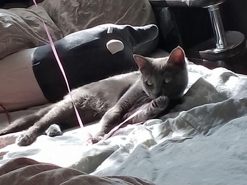 Кот британец