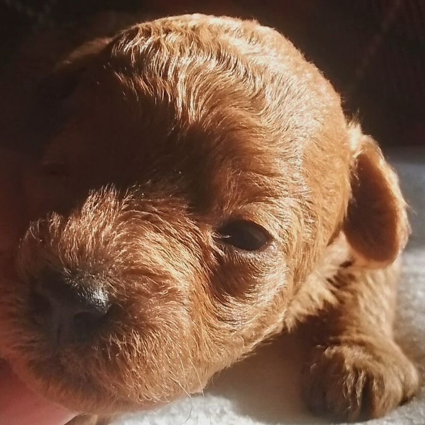 Той-пудель, щенок