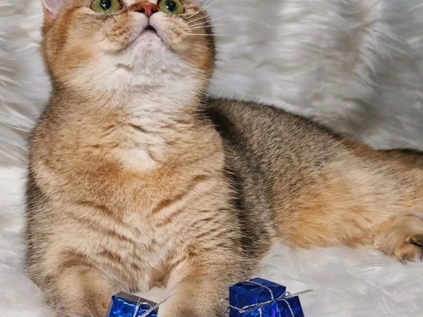 Шотландская Скоттиш Страйт девочка