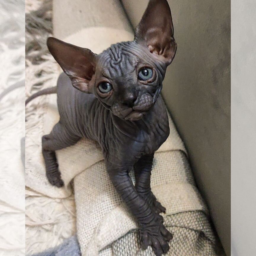 Канадский сфинкс котёнок