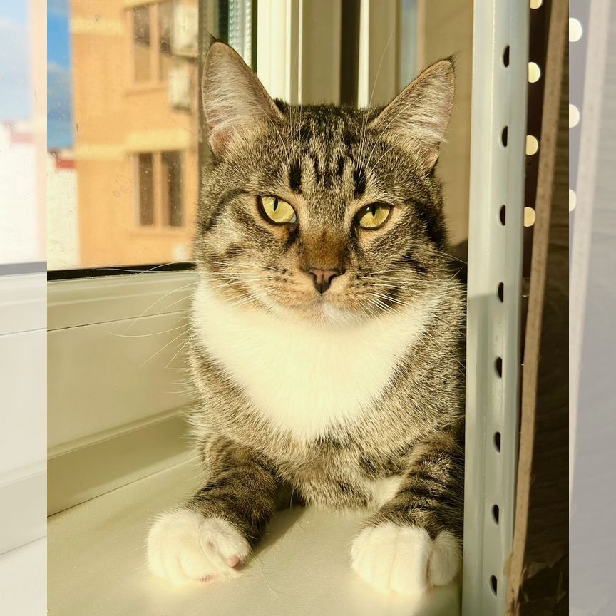 Взрослый кот в добрые руки