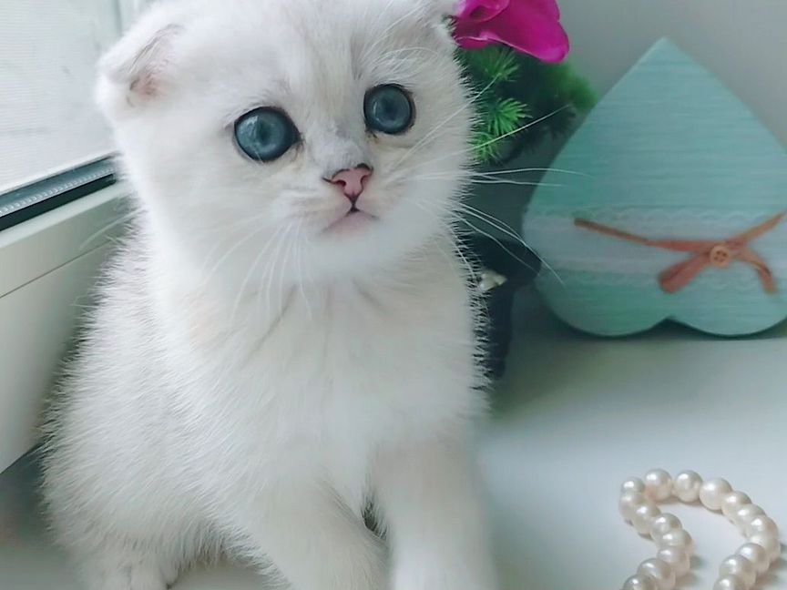 Шотландские котята