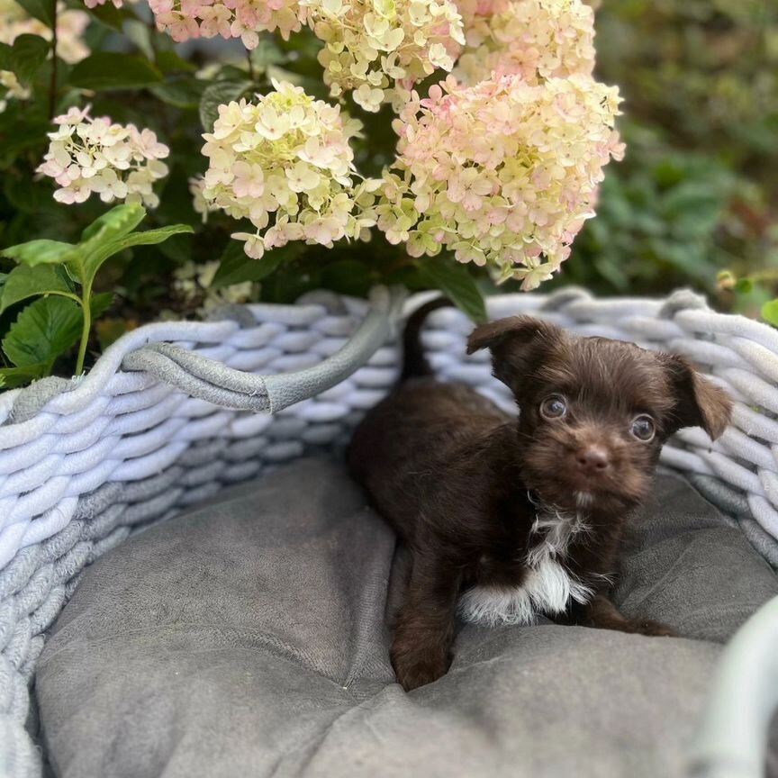 Микро крохечка