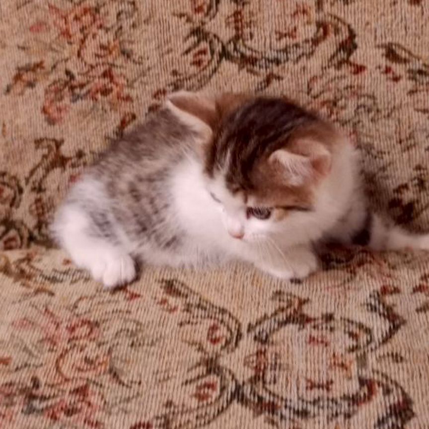 Алтайский котёнок