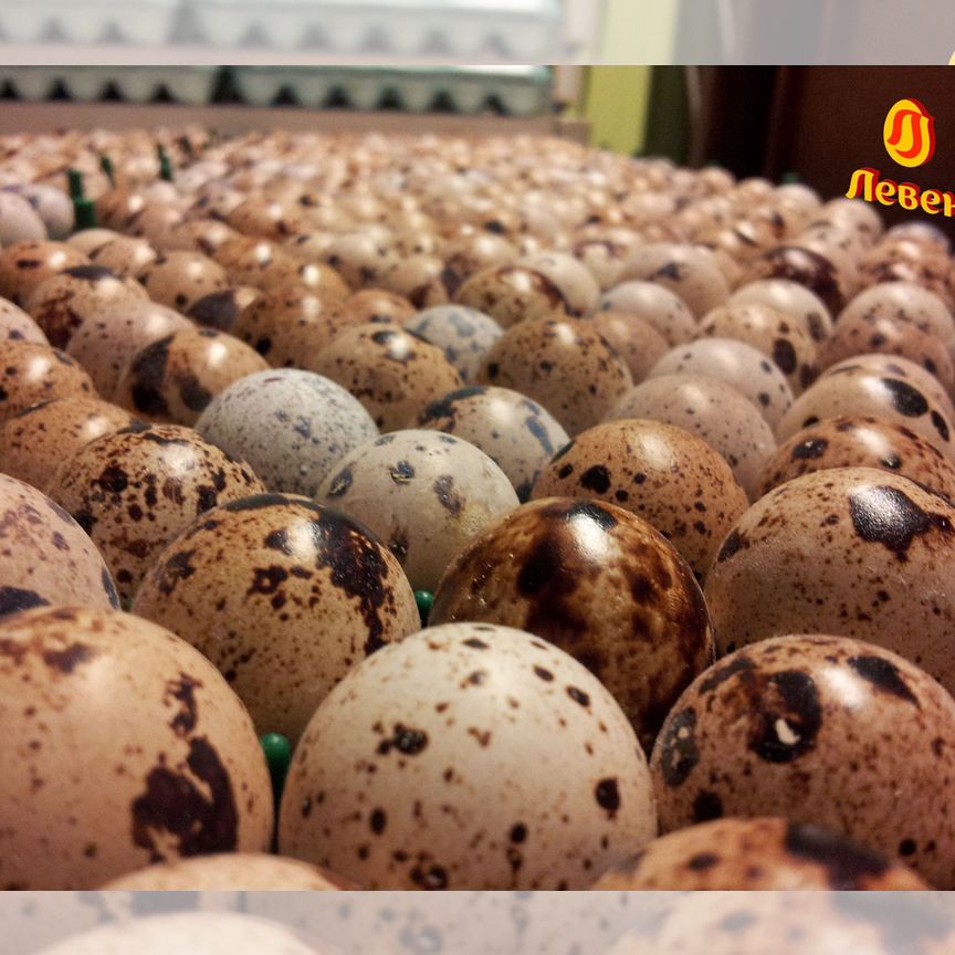Инкубационное яйцо перепелов в наличии
