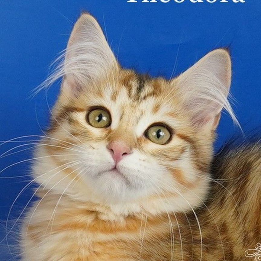 Сибирский котёнок