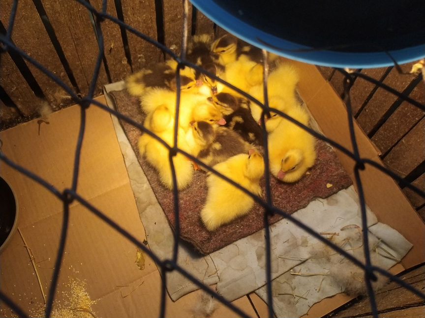 Индоутята трёх суточные