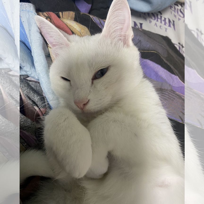 Взрослая кошка в добрые руки