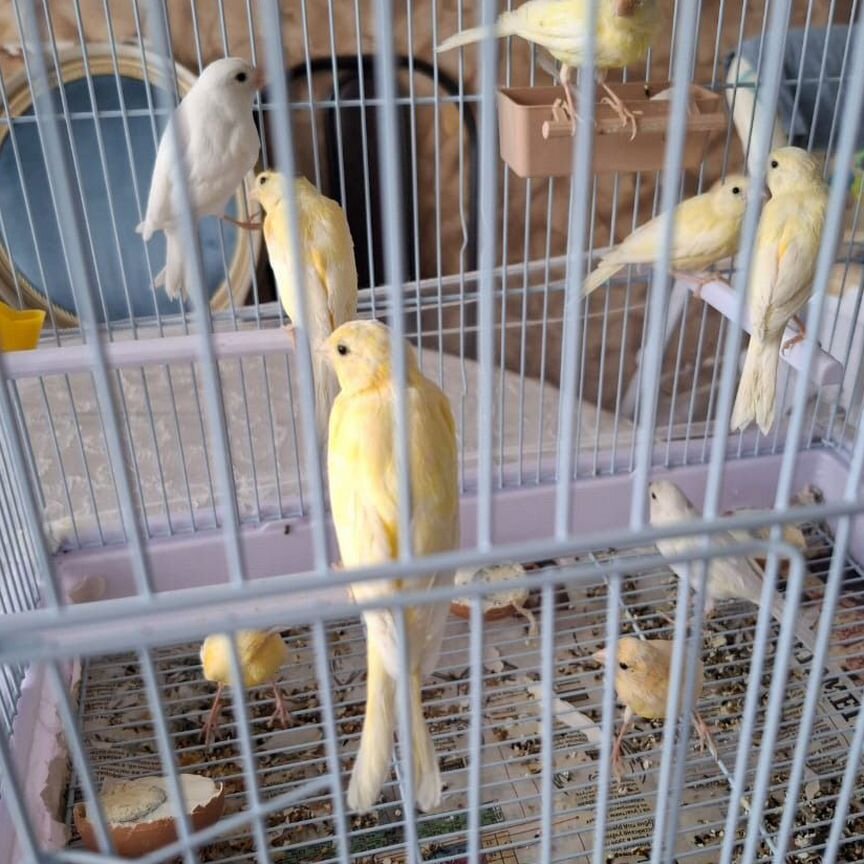 Канарейка