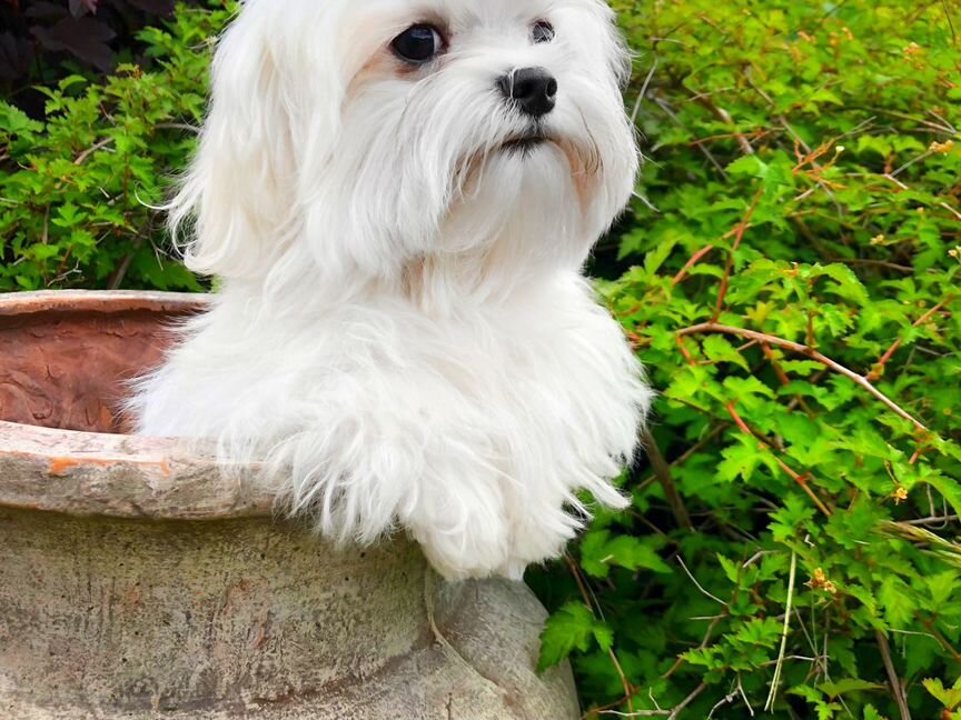 Мини мальчик Мальтезе Снуппи