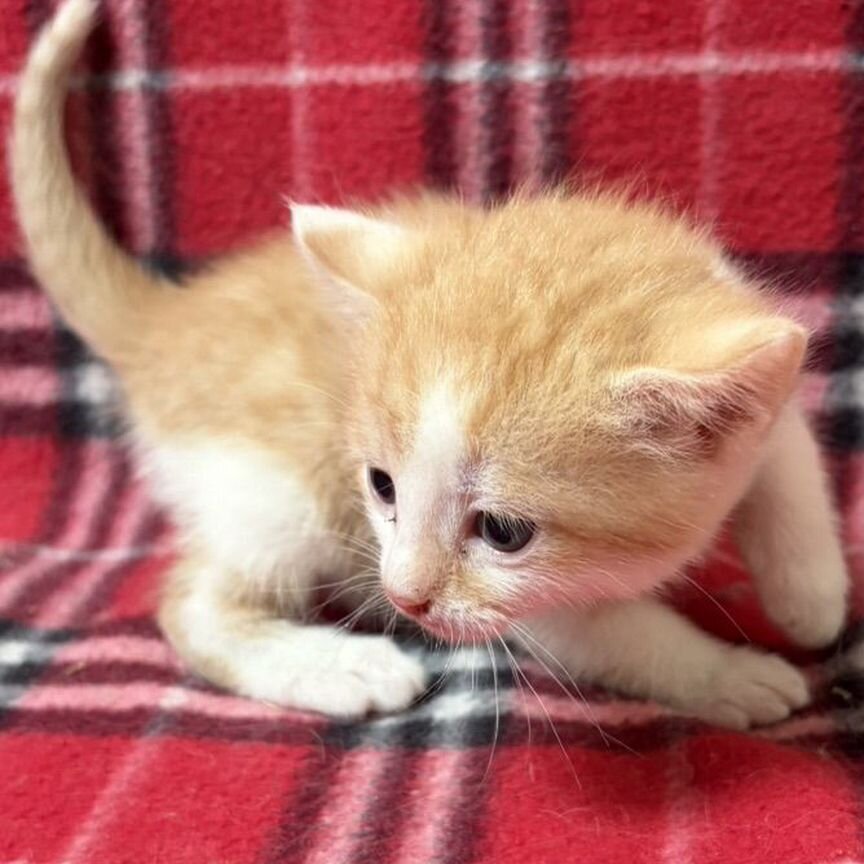 Котёнок в добрые руки