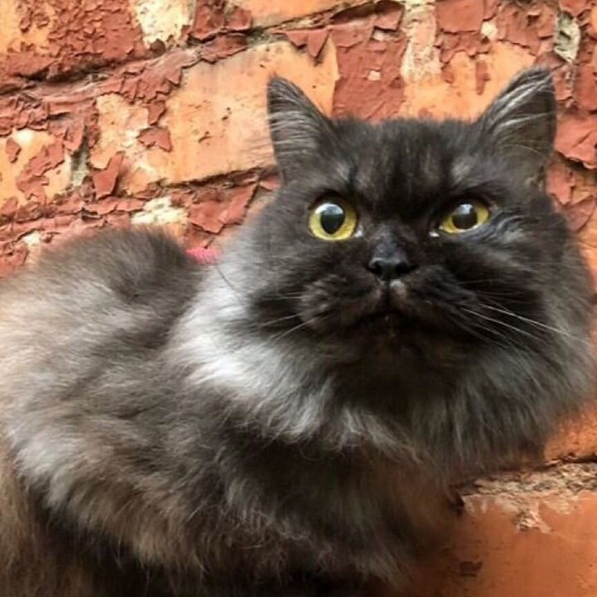 Кошка в дар. Стерилизована